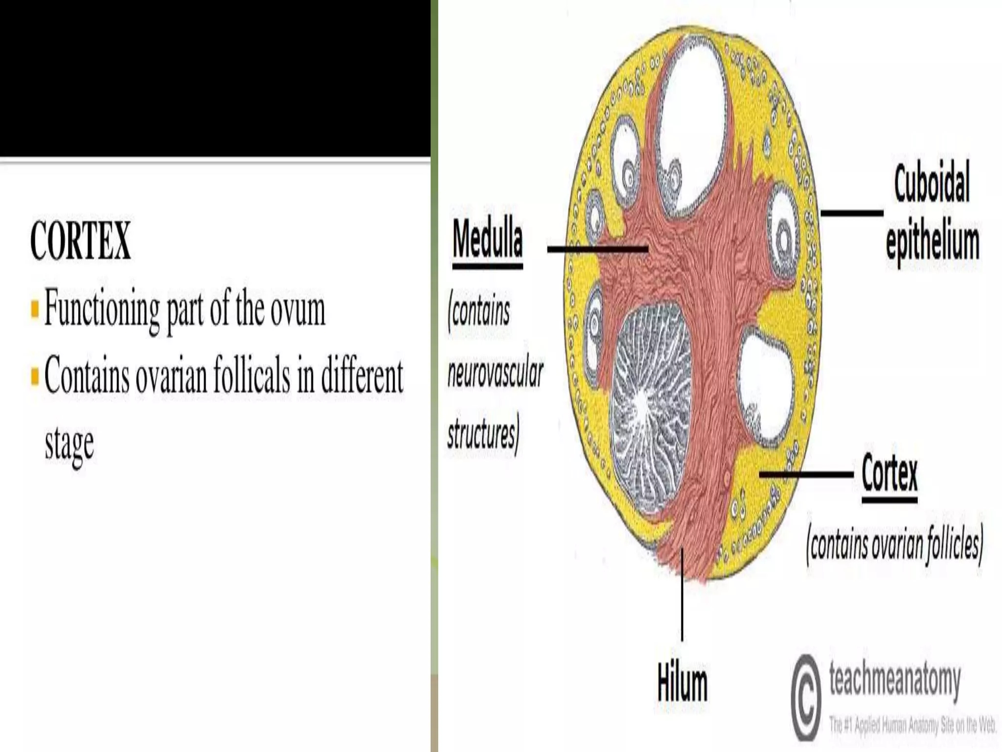 Anatomy Of Female Genital Tract Pptx