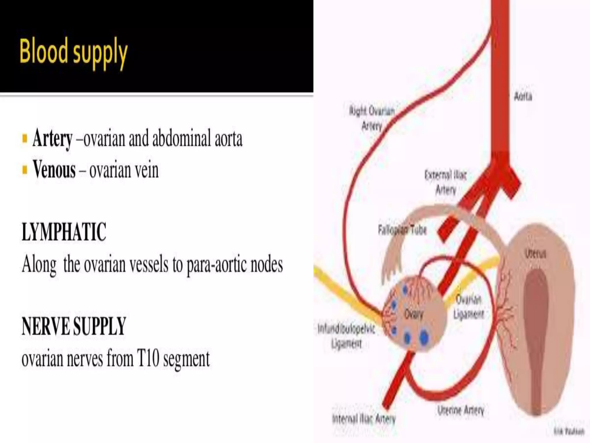 Anatomy Of Female Genital Tract Pptx