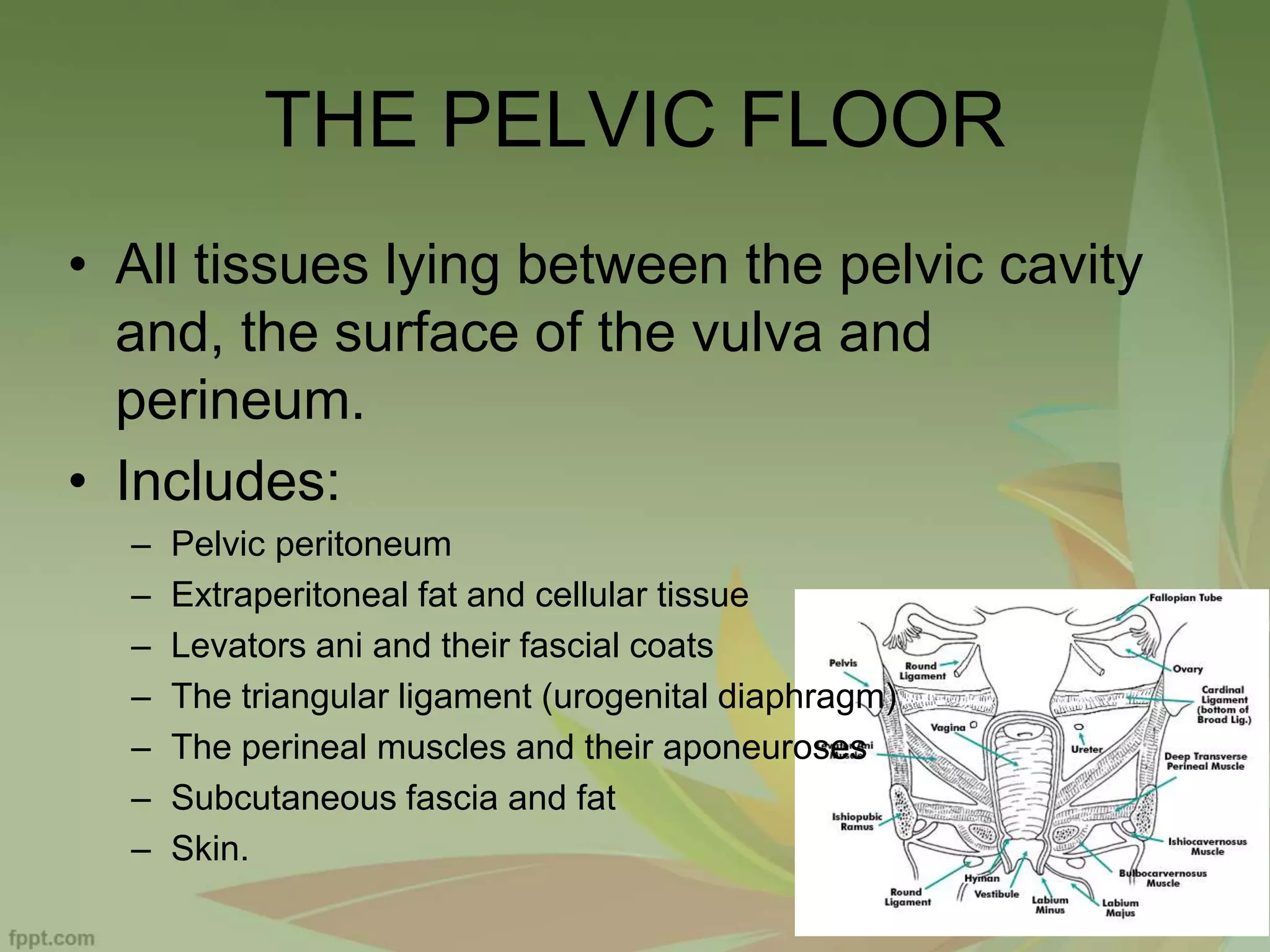 ANATOMY OF FEMALE GENITAL TRACT | PPTX