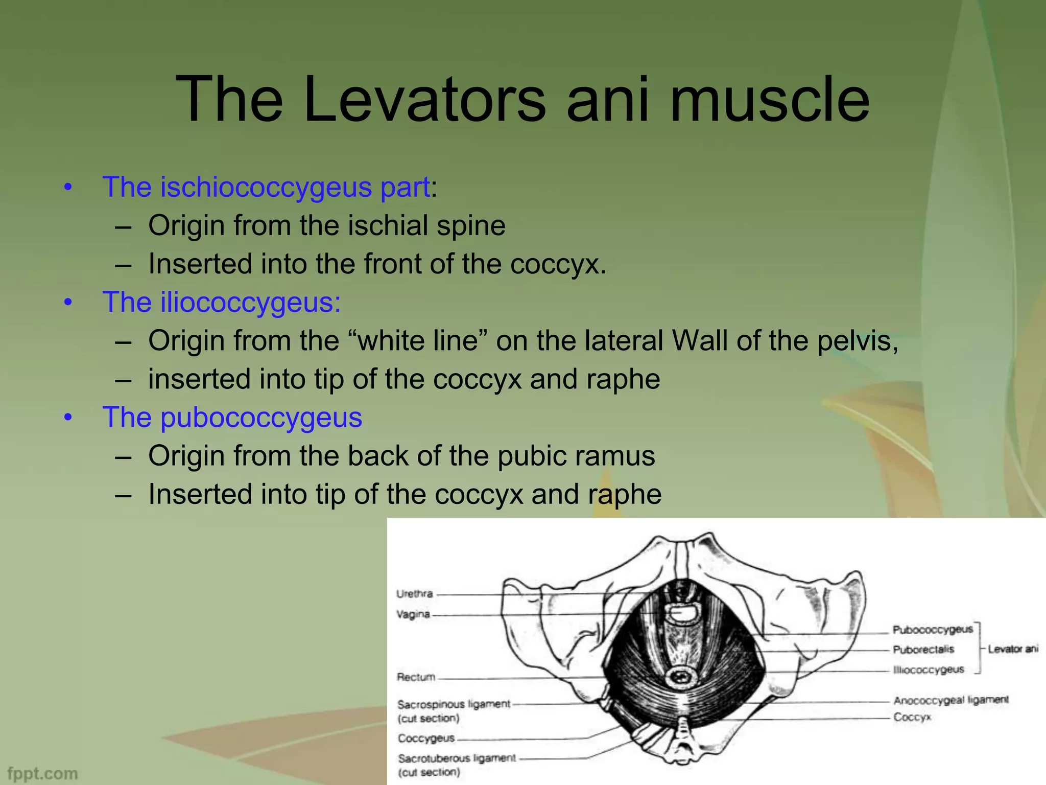 ANATOMY OF FEMALE GENITAL TRACT | PPTX