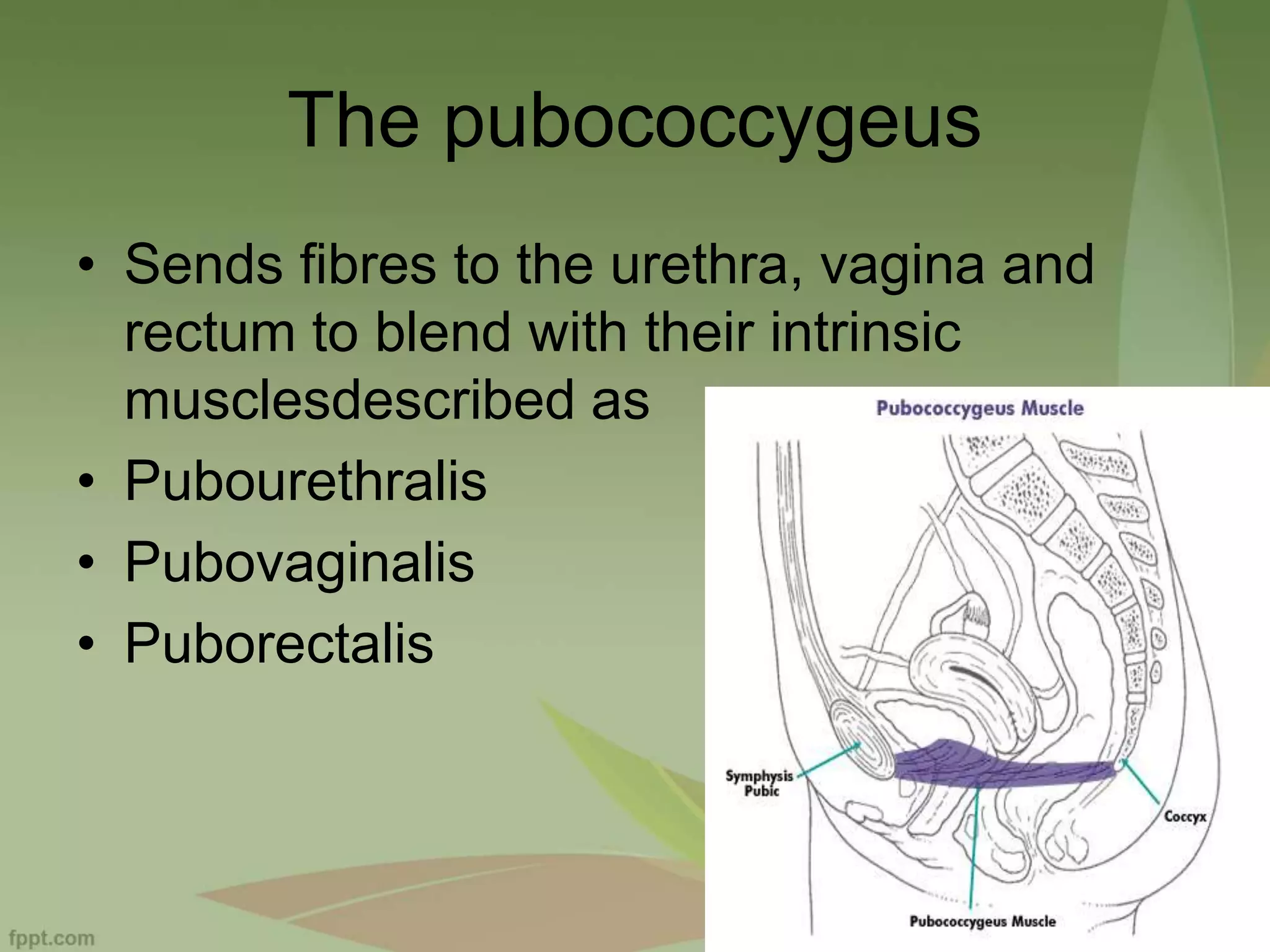 Anatomy Of Female Genital Tract Pptx