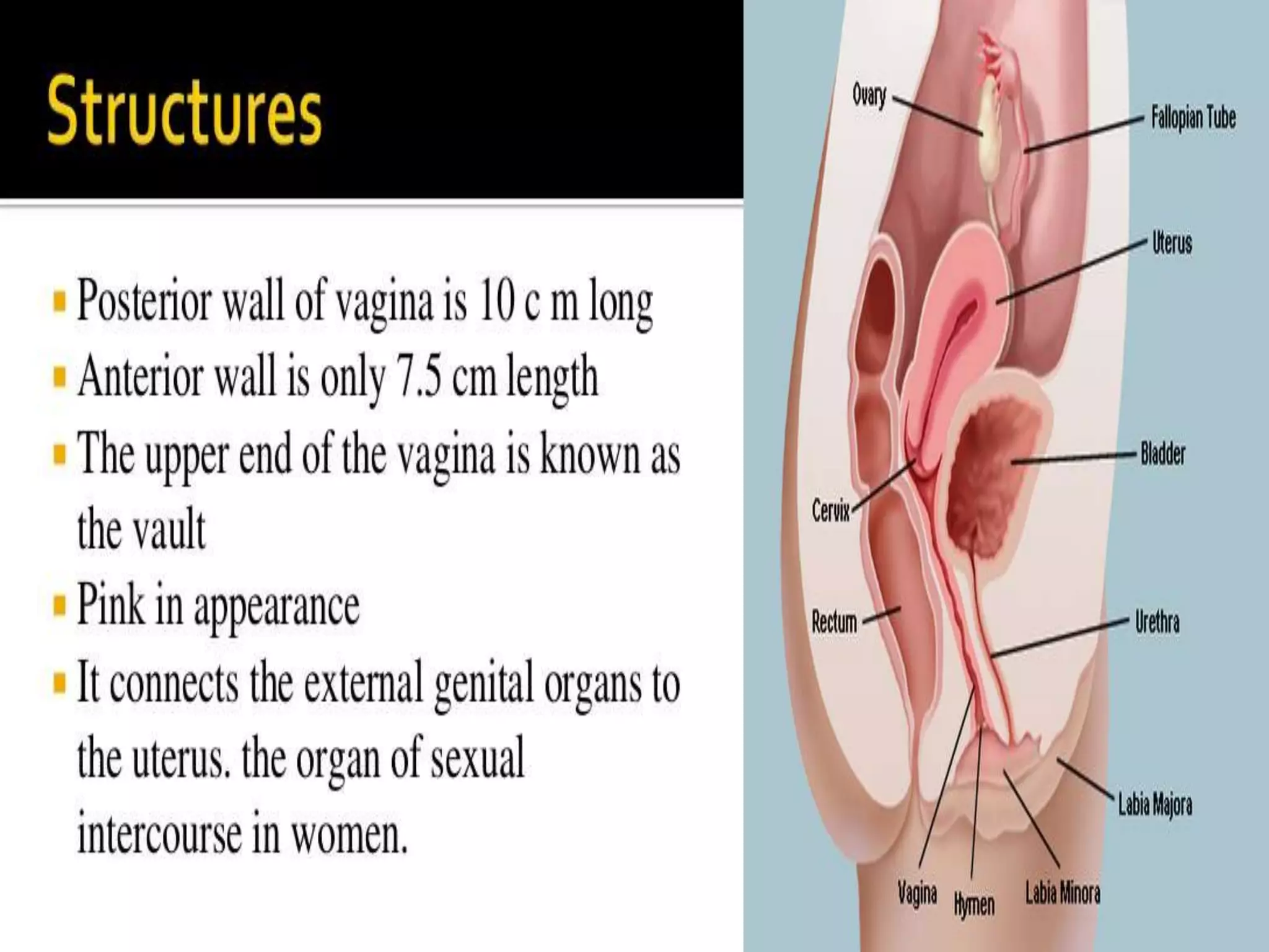 Anatomy Of Female Genital Tract Pptx