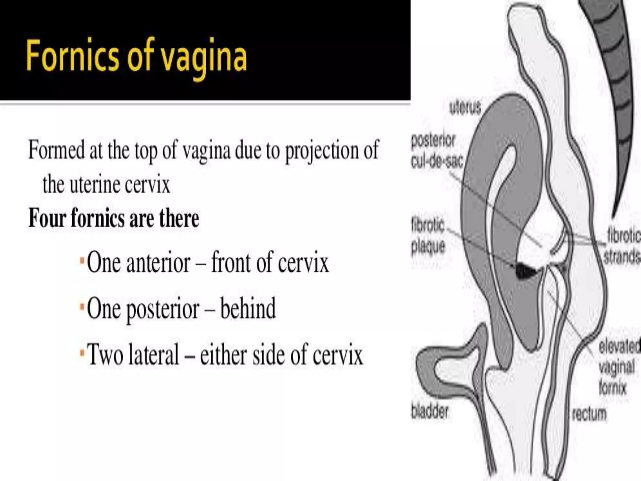 Anatomy Of Female Genital Tract Pptx