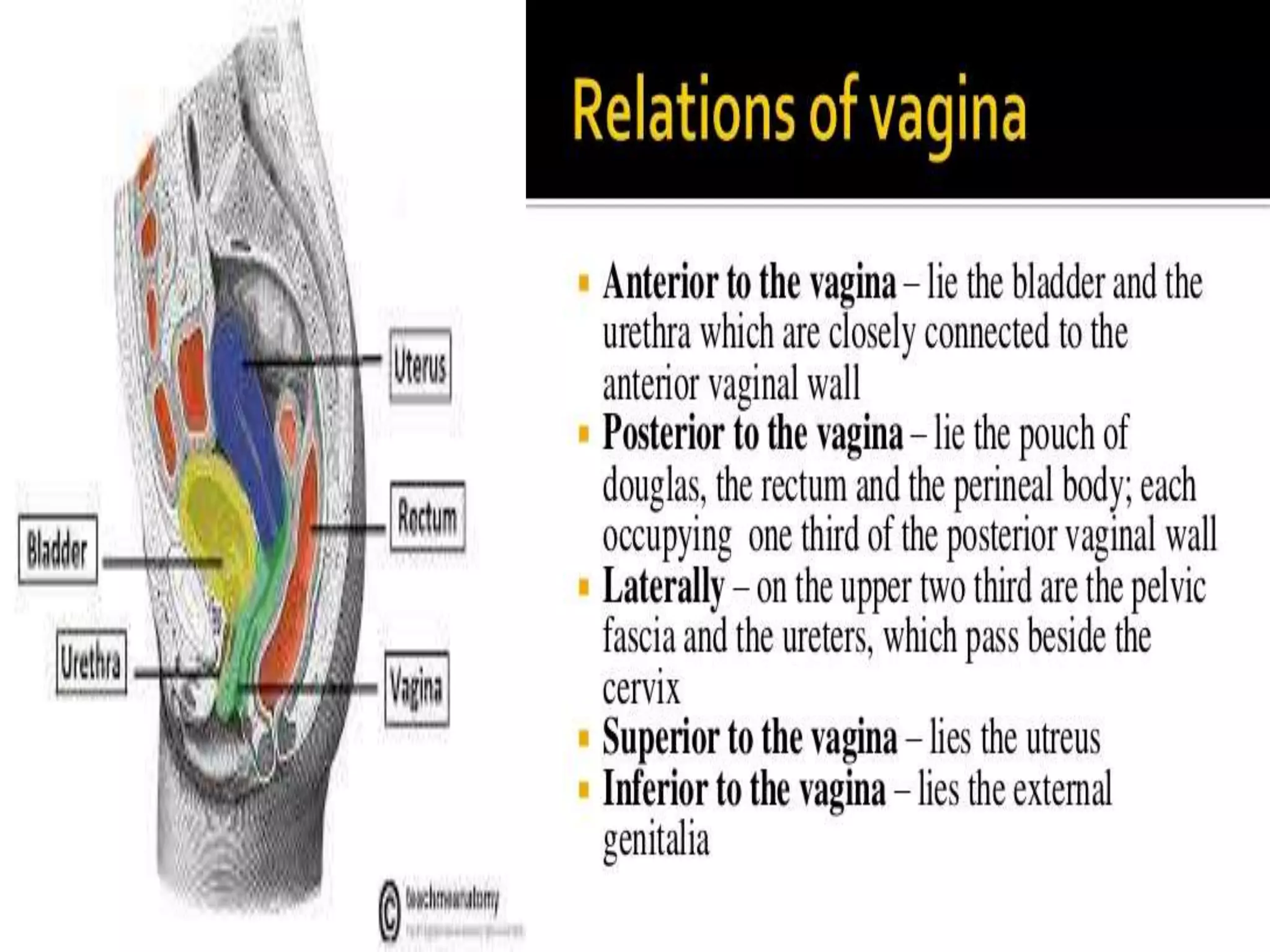 Anatomy Of Female Genital Tract Ppt