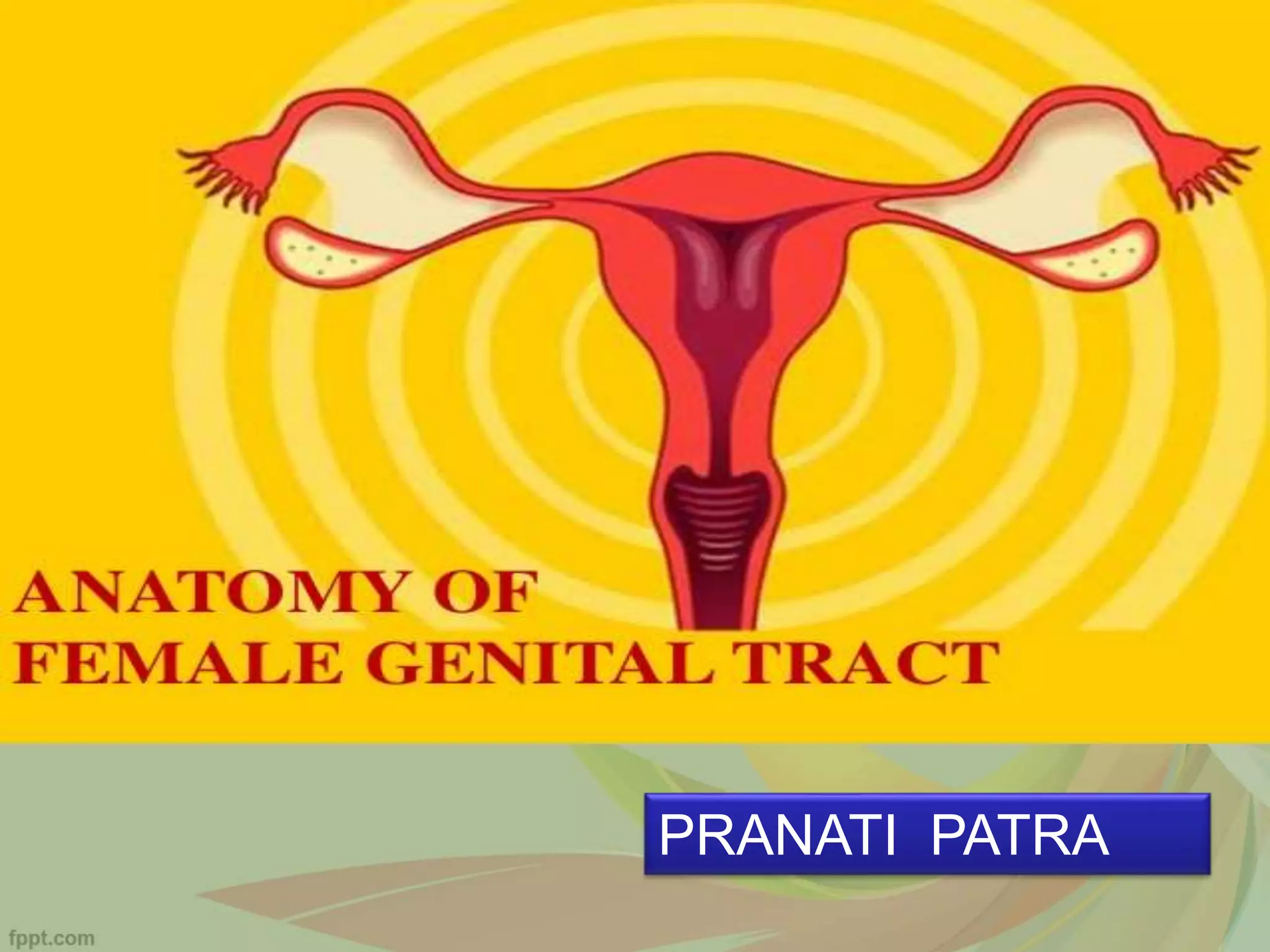 Anatomy Of Female Genital Tract Ppt