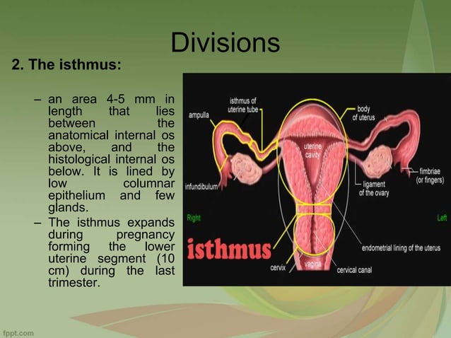 ANATOMY OF FEMALE GENITAL TRACT | PPTX