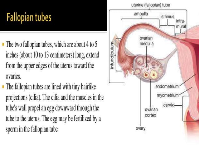 ANATOMY OF FEMALE GENITAL TRACT | PPTX