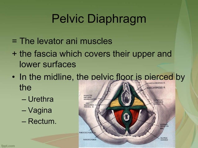 ANATOMY OF FEMALE GENITAL TRACT | PPTX