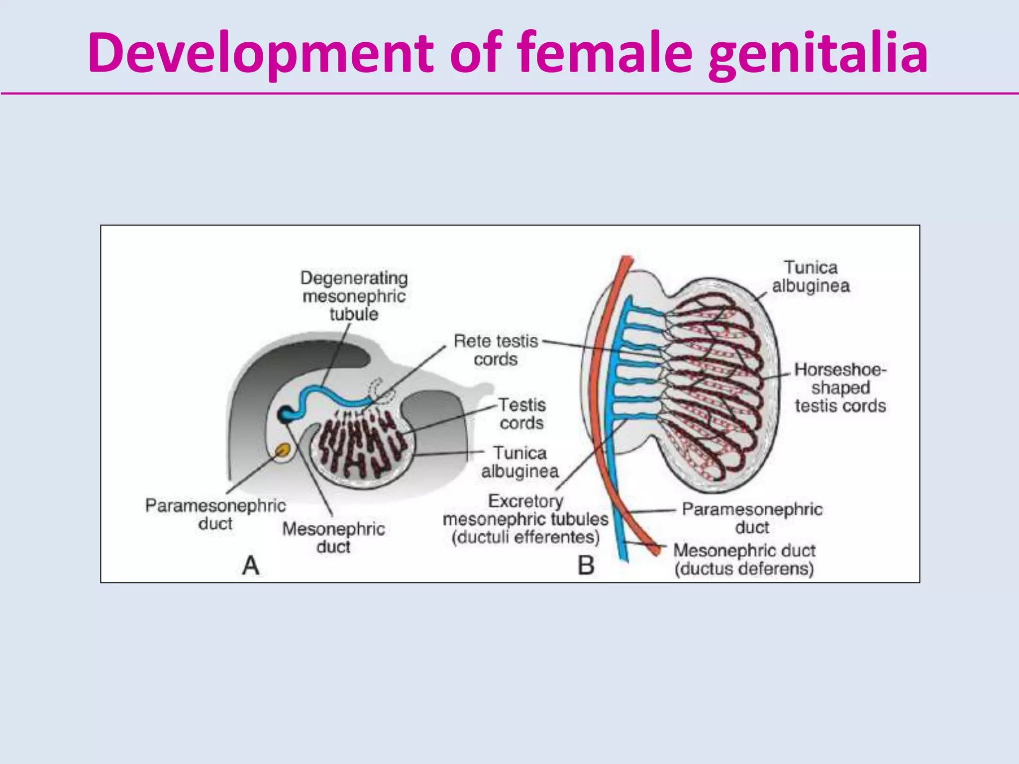 Female genital organs-Radiology-2022.pptx