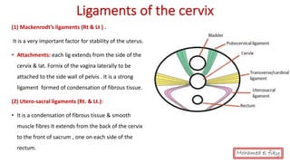 anatomy of Female genital organs [auto saved] | PDF