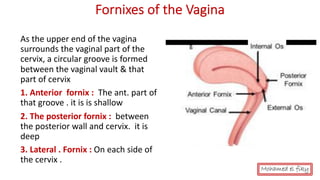 anatomy of Female genital organs [auto saved] | PDF