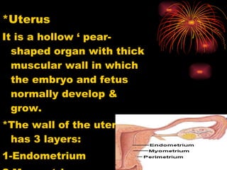 Female Genital System | PPT