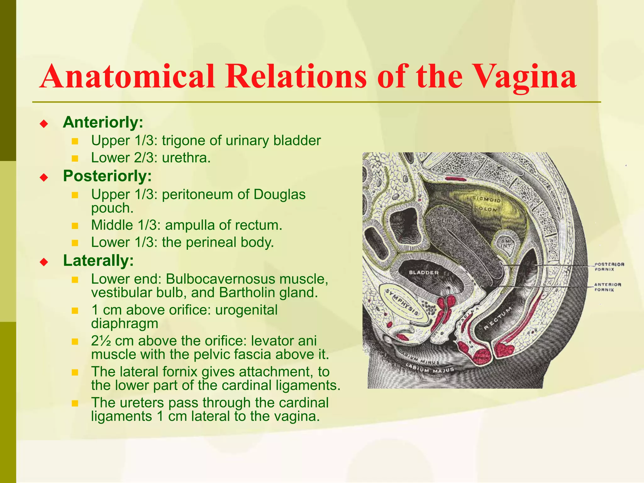 FEMALE GENITAL SYSTEM ANAT.ppt