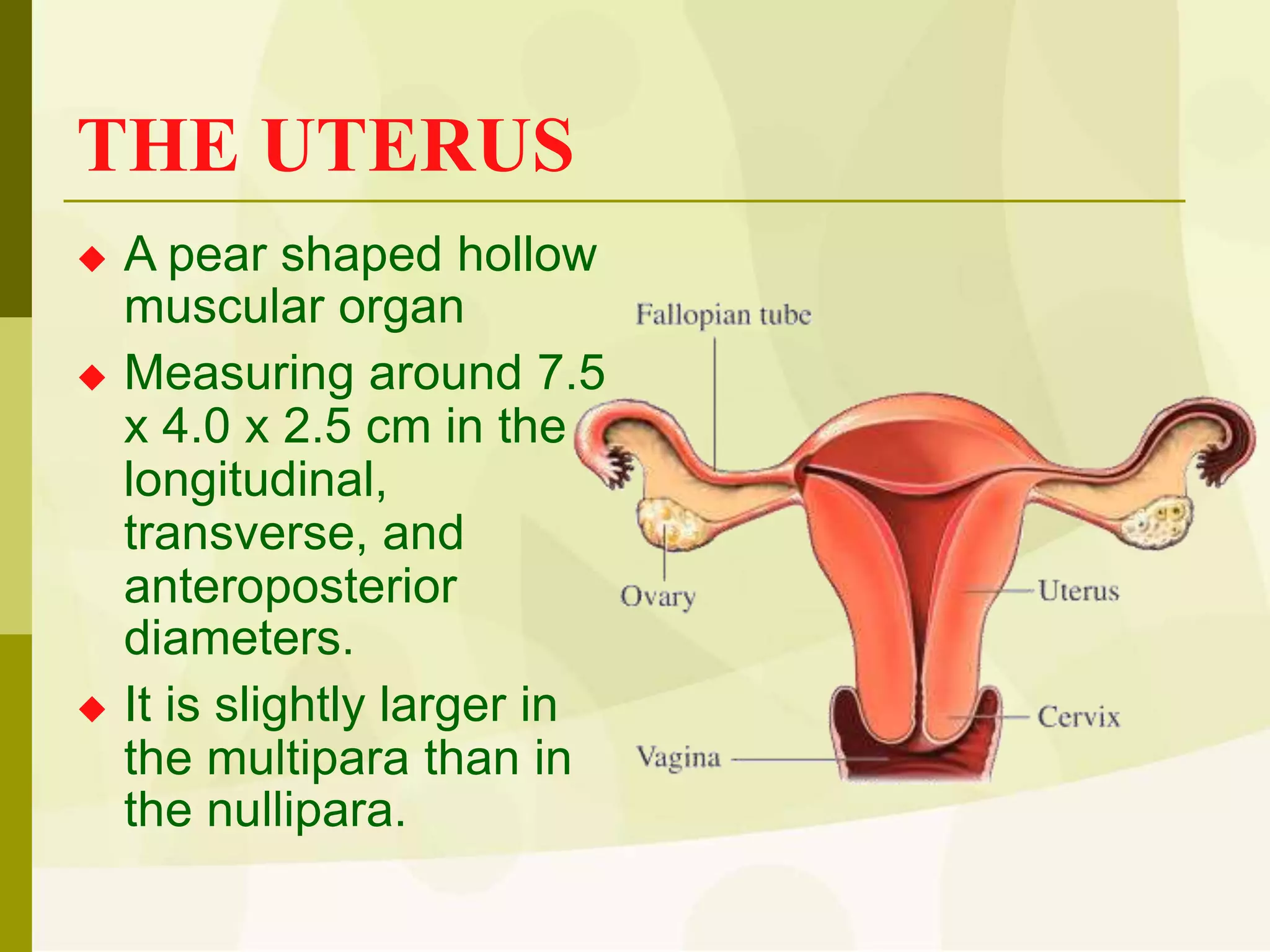 FEMALE GENITAL SYSTEM ANAT.ppt