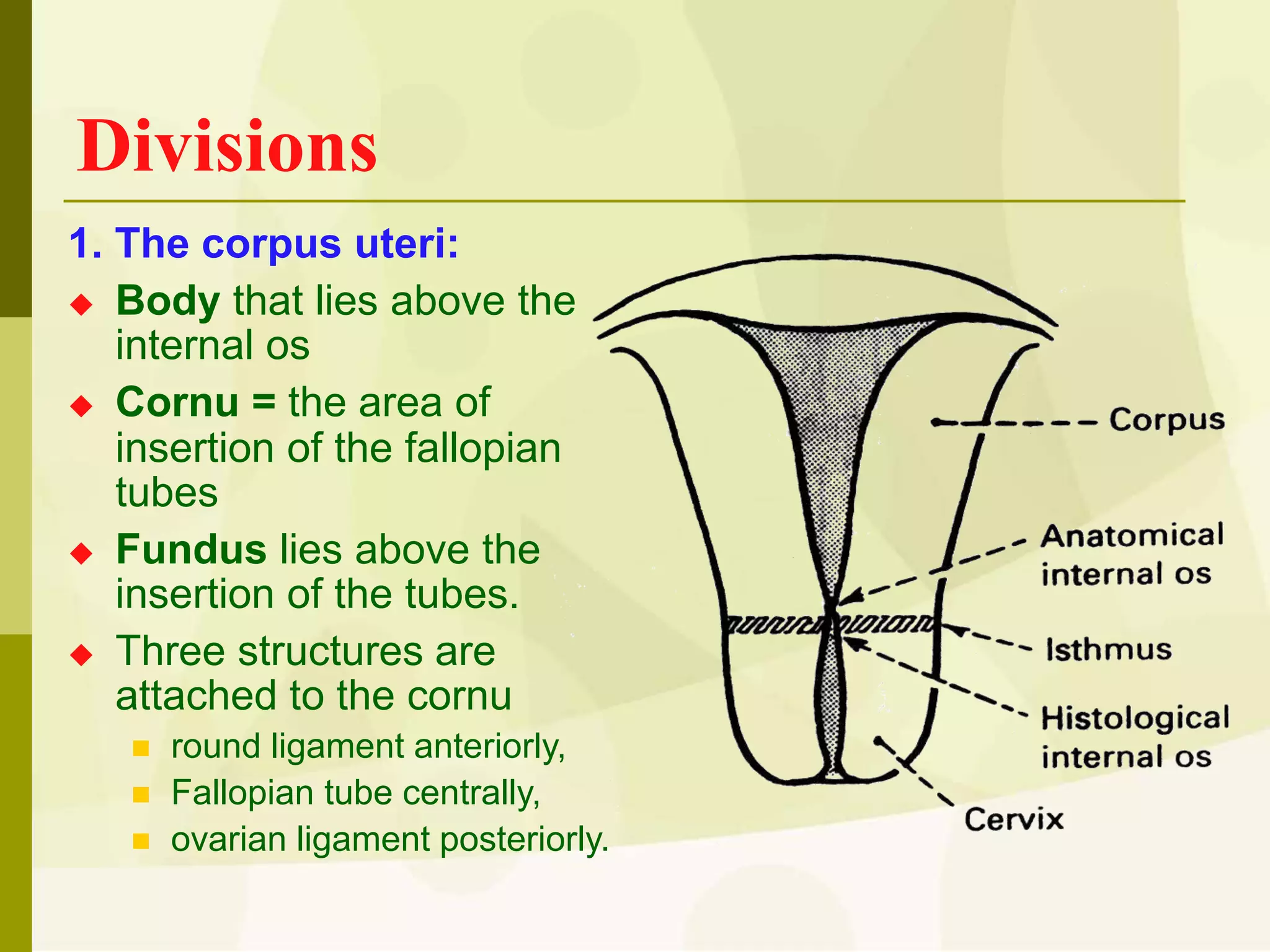 FEMALE GENITAL SYSTEM ANAT.ppt