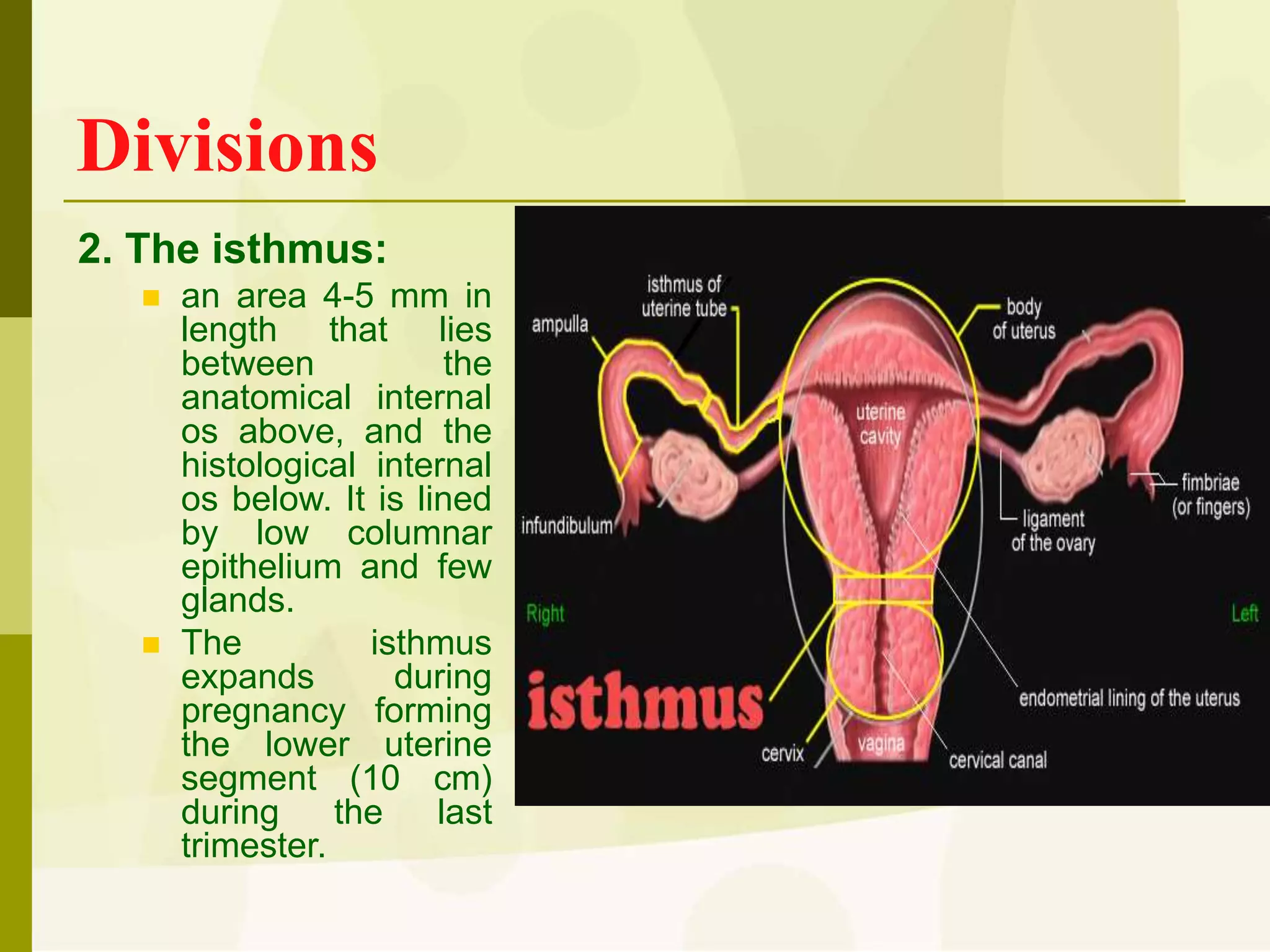 FEMALE GENITAL SYSTEM ANAT.ppt