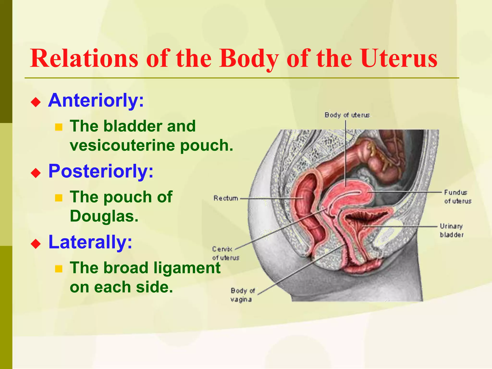 FEMALE GENITAL SYSTEM ANAT.ppt