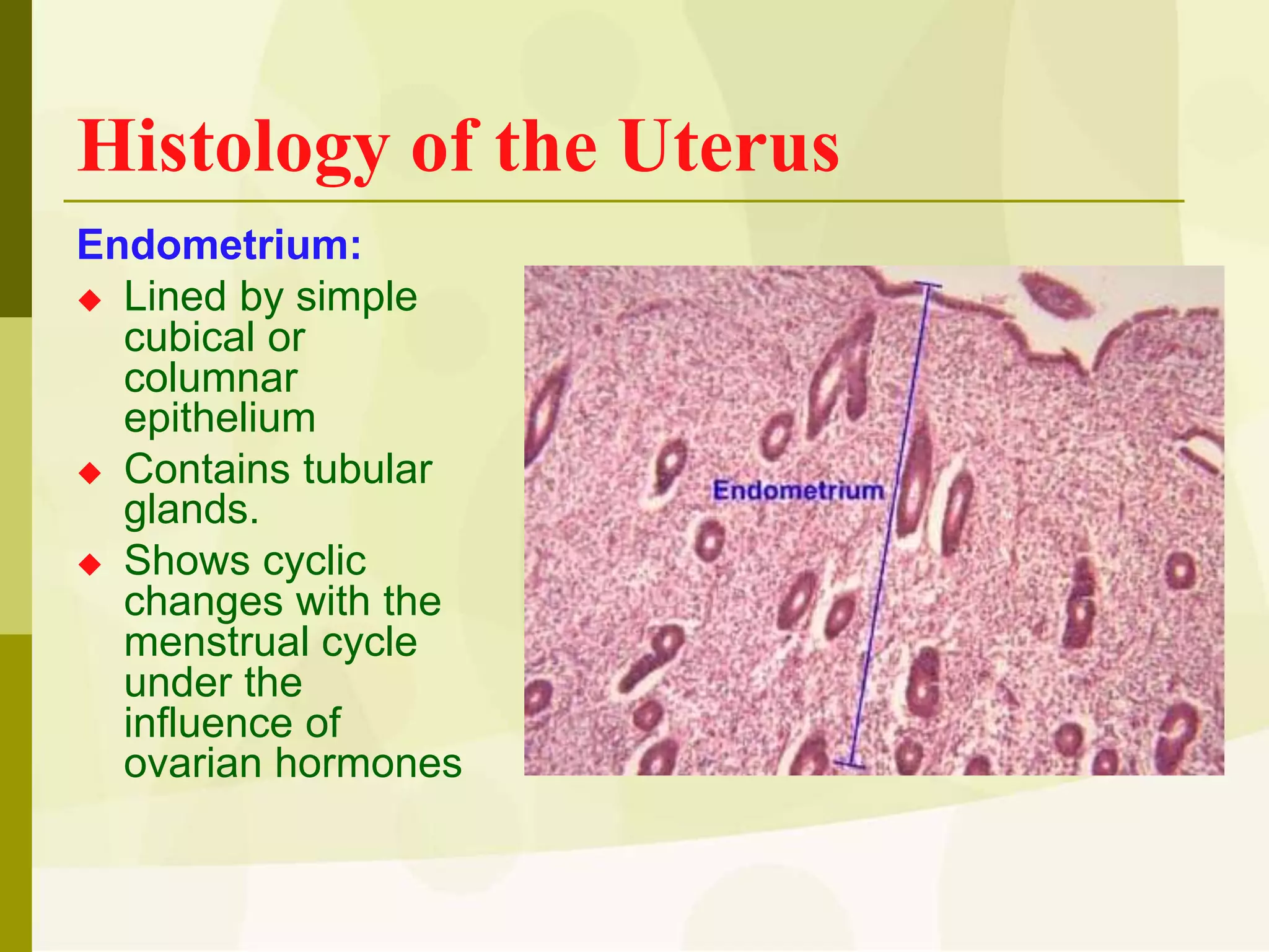 FEMALE GENITAL SYSTEM ANAT.ppt