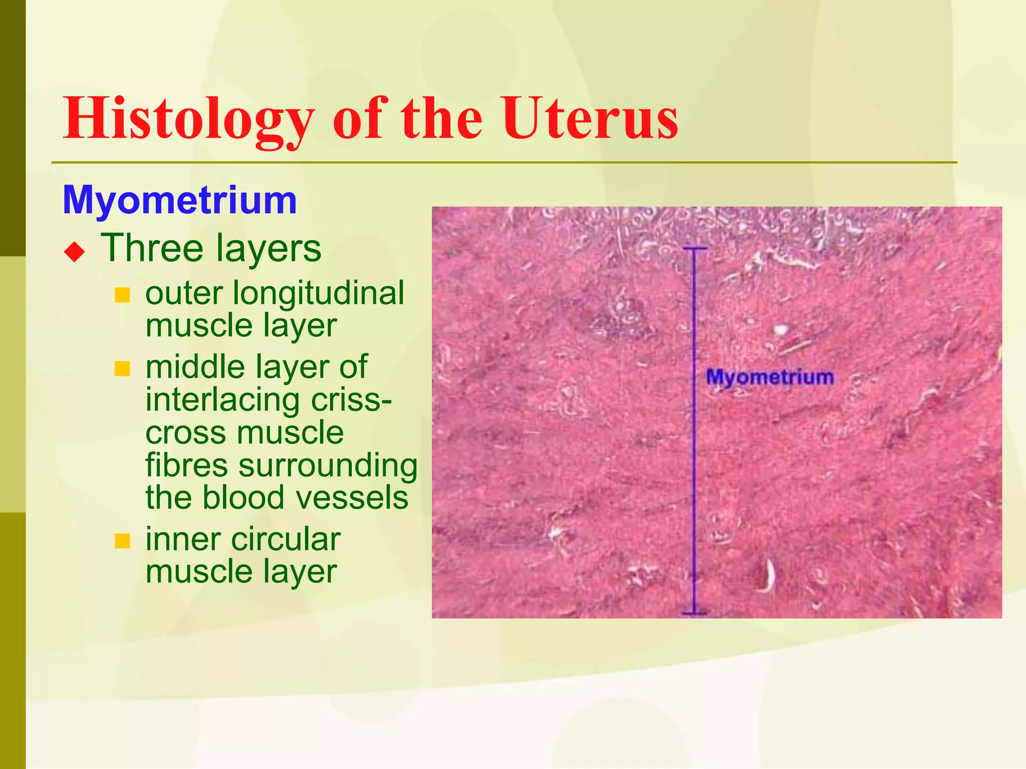FEMALE GENITAL SYSTEM ANAT.ppt
