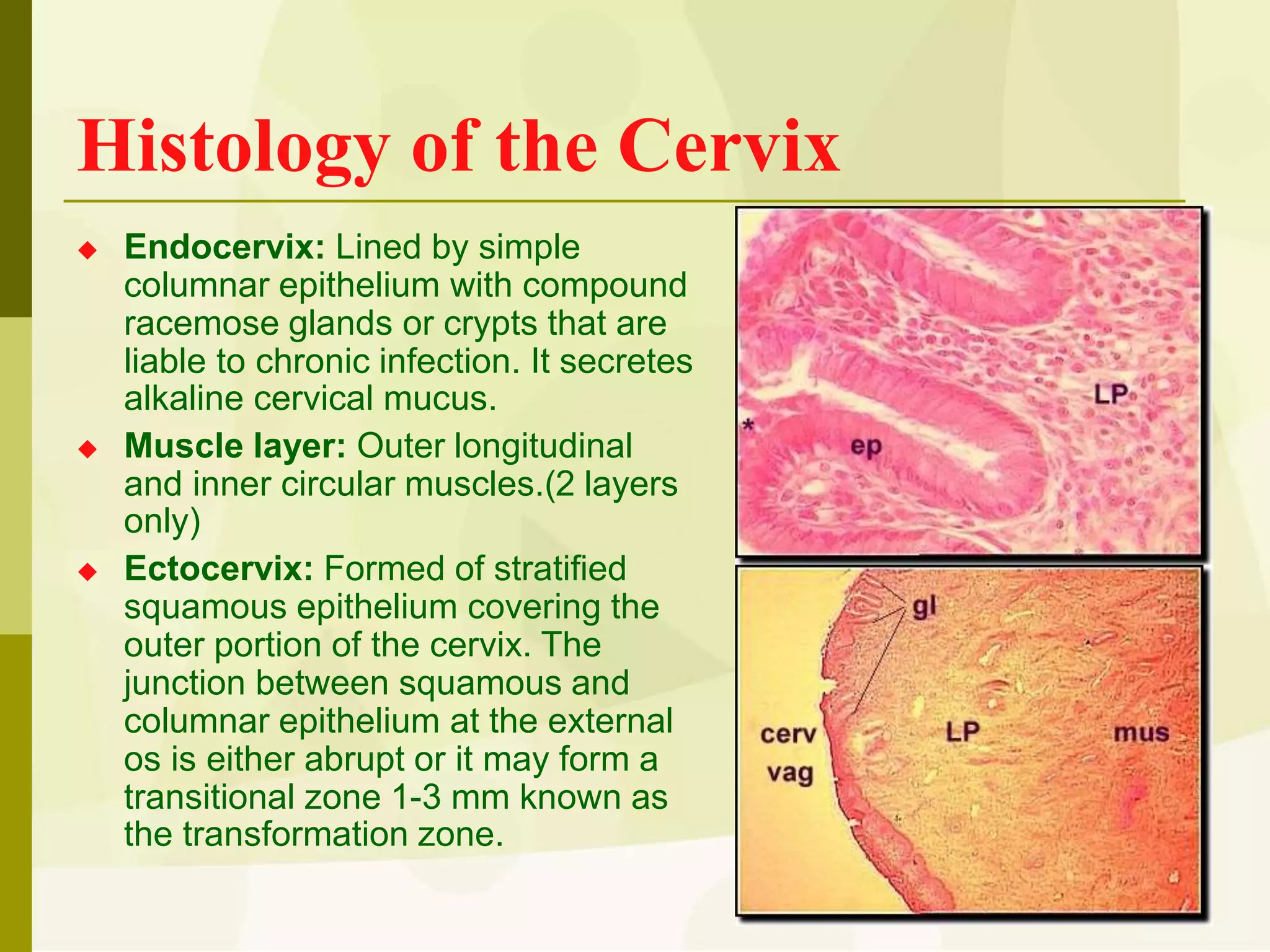 FEMALE GENITAL SYSTEM ANAT.ppt