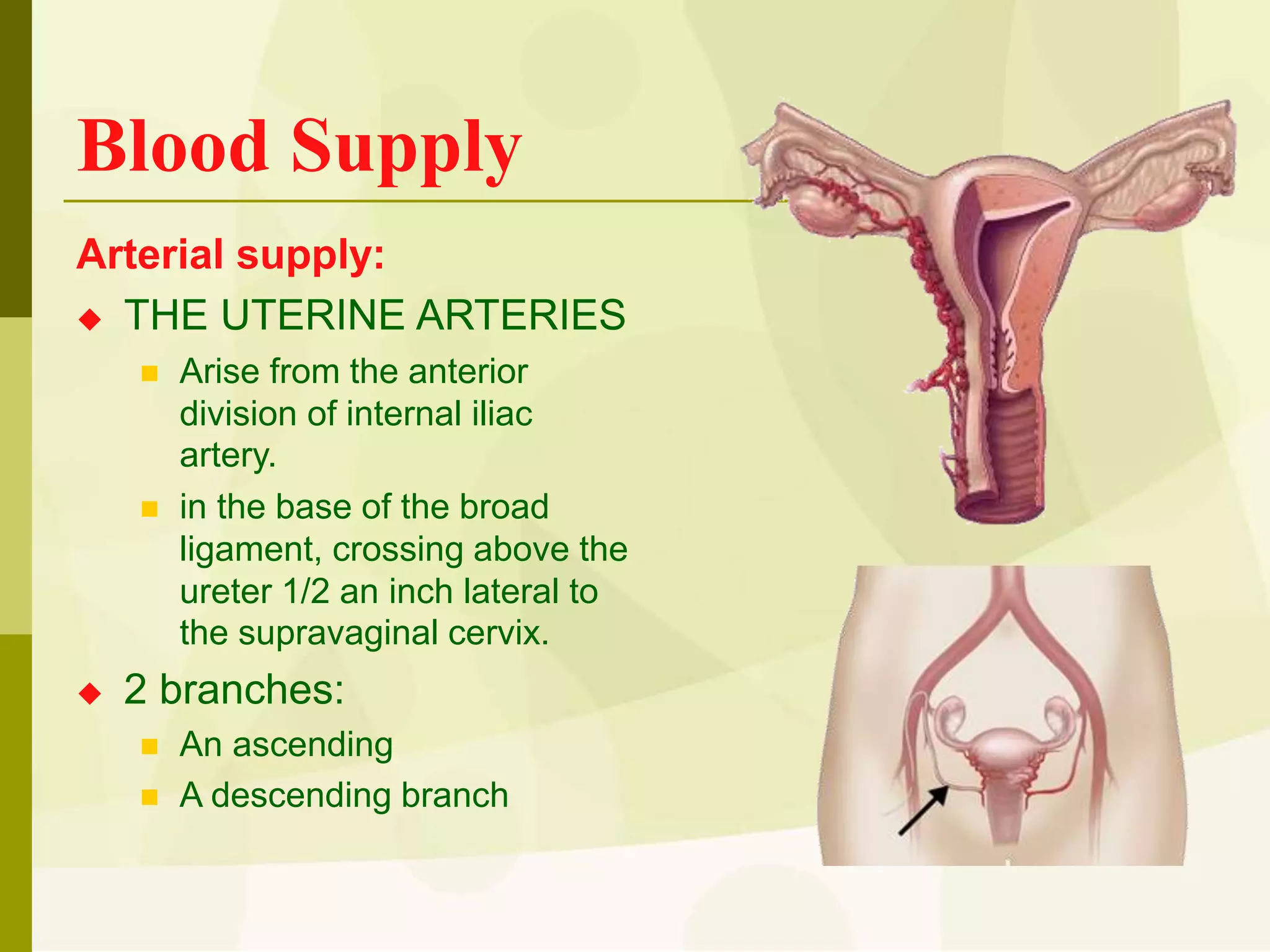 FEMALE GENITAL SYSTEM ANAT.ppt