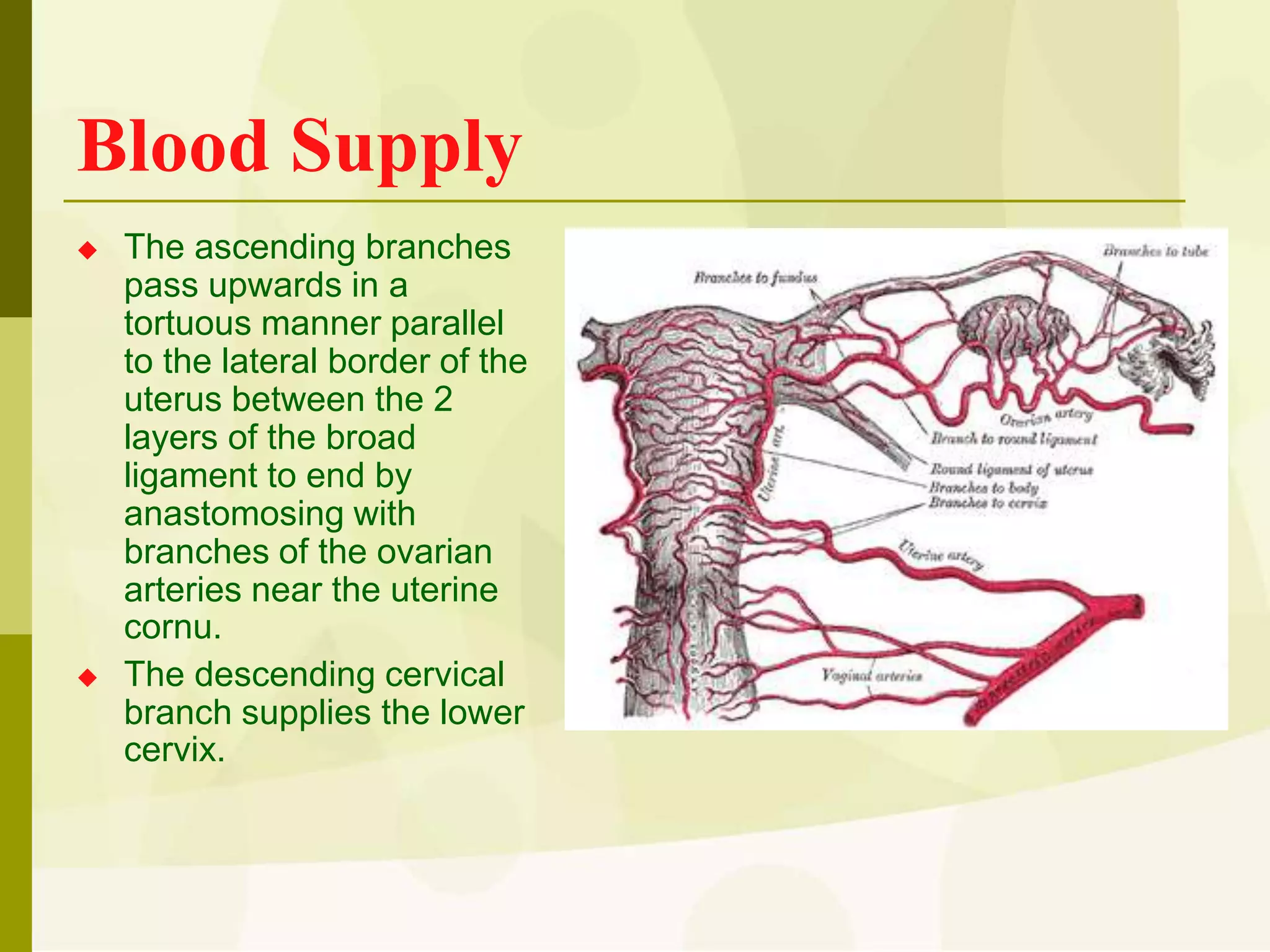 FEMALE GENITAL SYSTEM ANAT.ppt