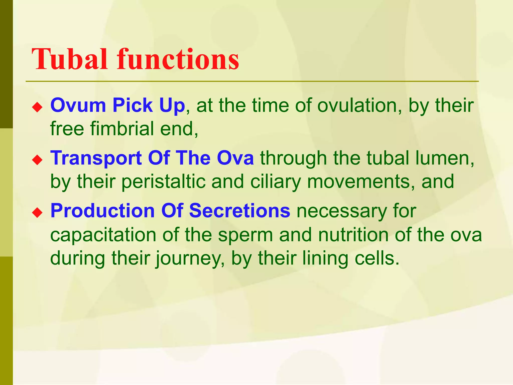 FEMALE GENITAL SYSTEM ANAT.ppt