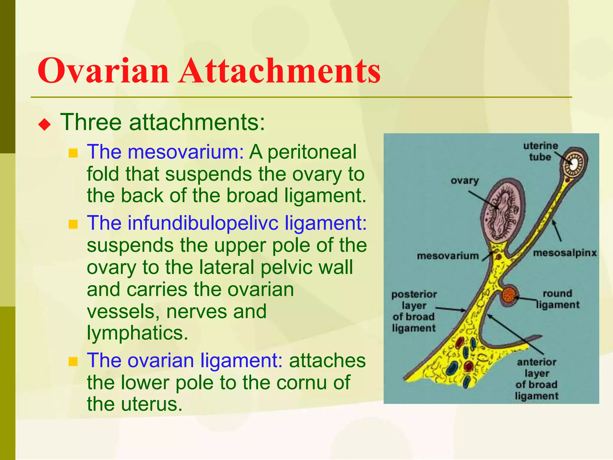 FEMALE GENITAL SYSTEM ANAT.ppt