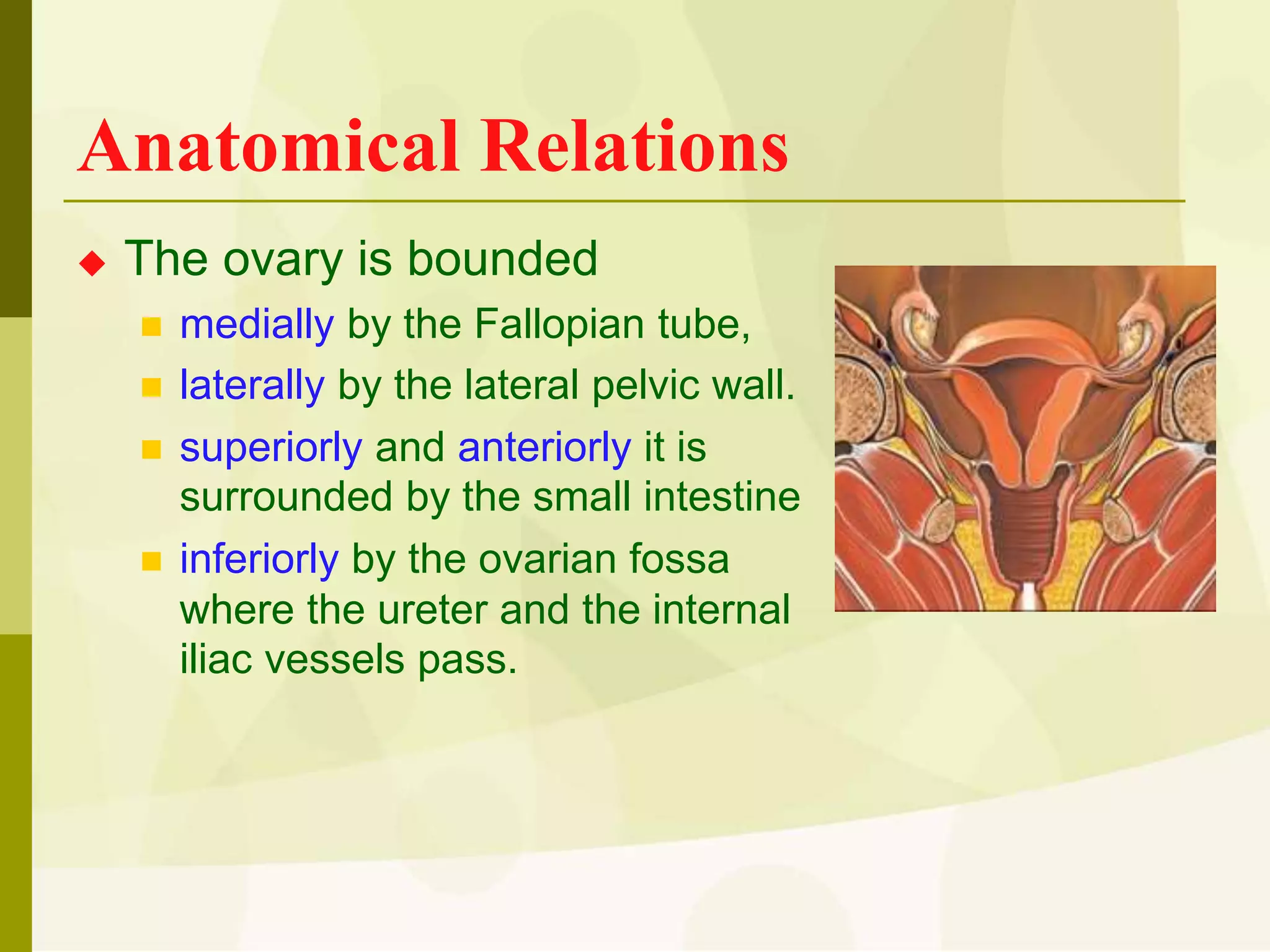 FEMALE GENITAL SYSTEM ANAT.ppt