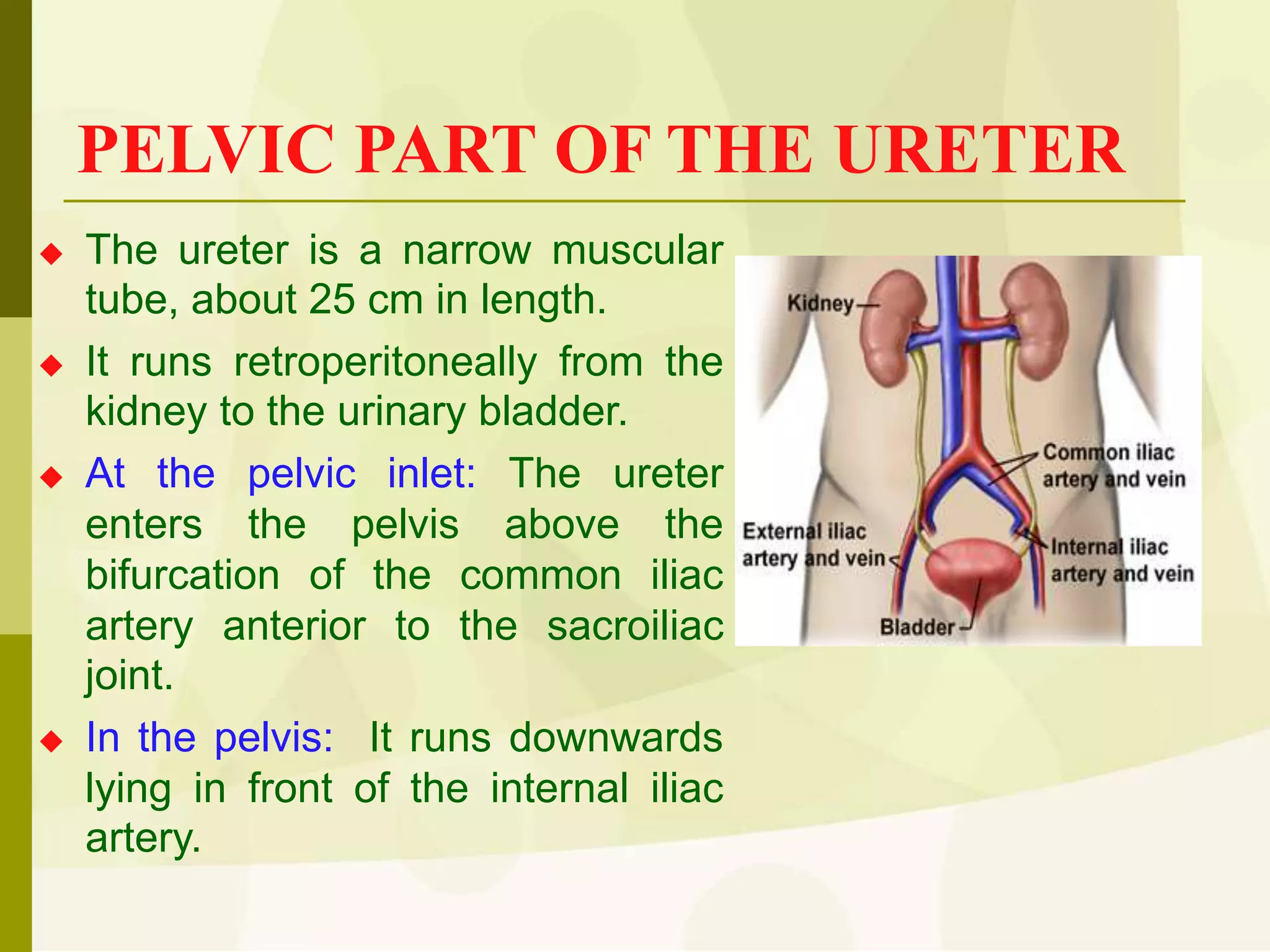 FEMALE GENITAL SYSTEM ANAT.ppt
