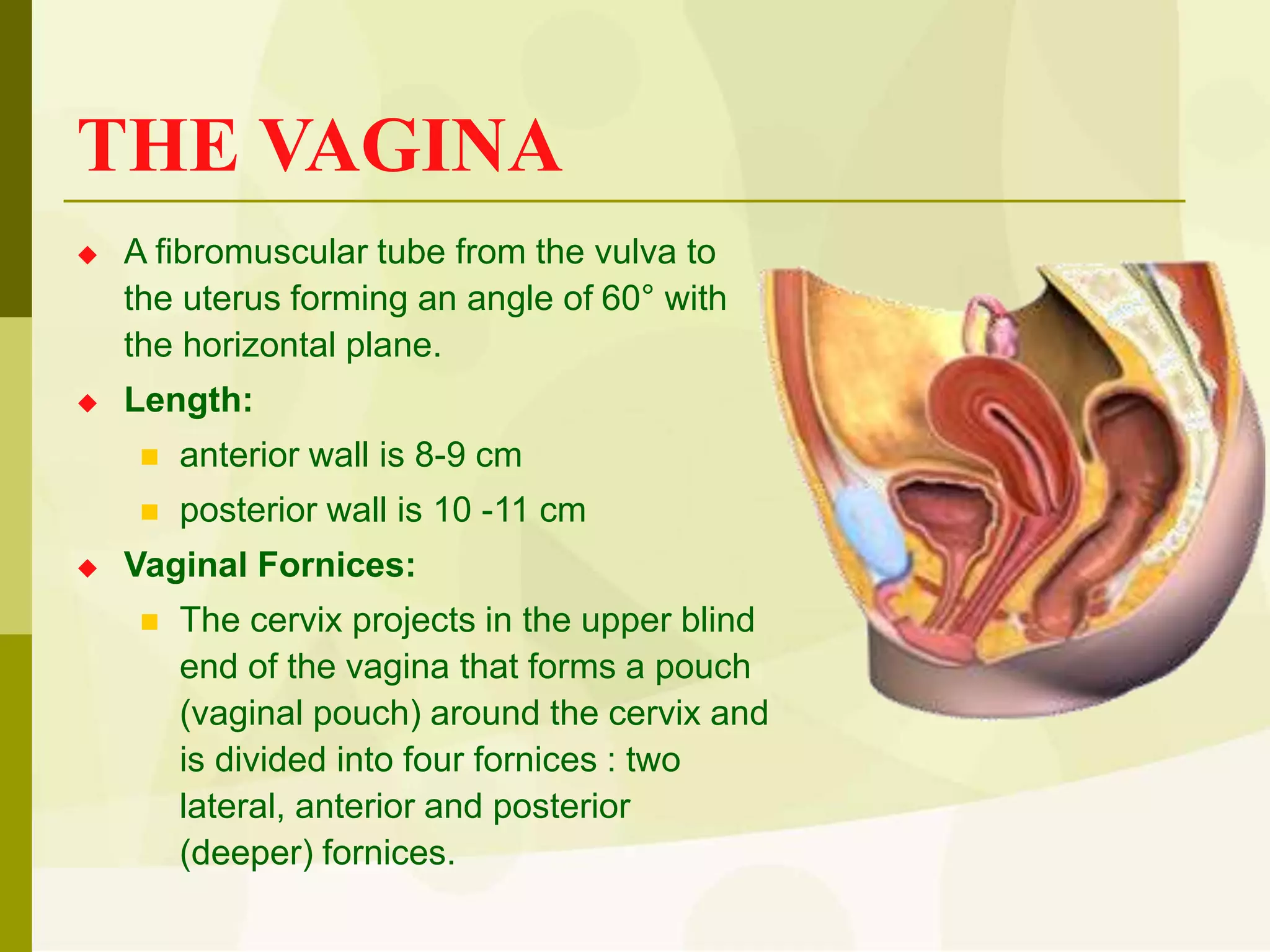 FEMALE GENITAL SYSTEM ANAT.ppt