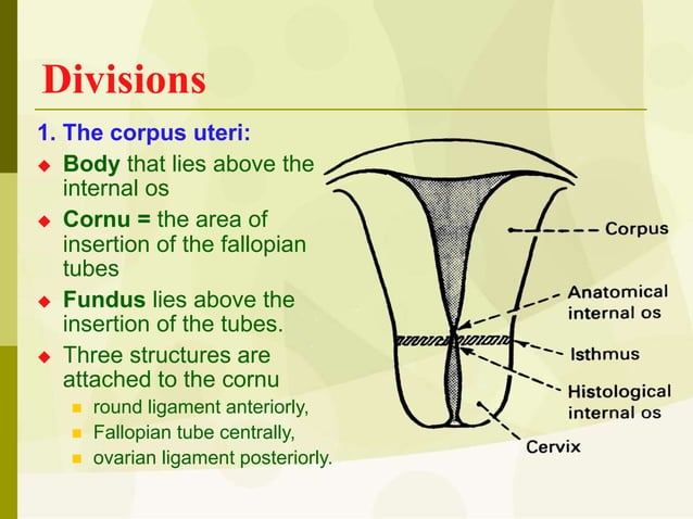 FEMALE GENITAL SYSTEM ANAT.ppt