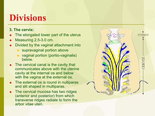 FEMALE GENITAL SYSTEM ANAT.ppt