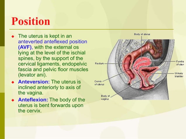 FEMALE GENITAL SYSTEM ANAT.ppt