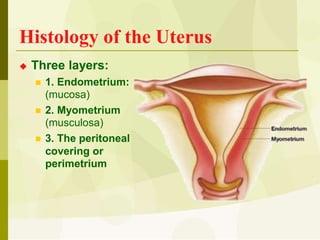 FEMALE GENITAL SYSTEM ANAT.ppt