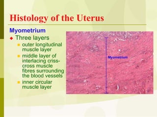 FEMALE GENITAL SYSTEM ANAT.ppt