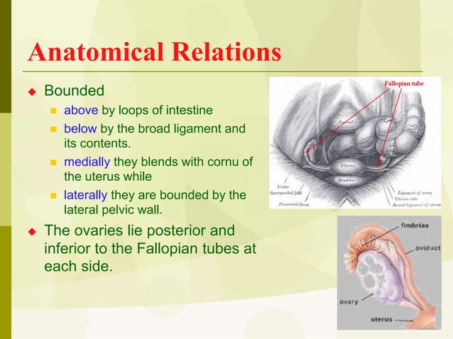 FEMALE GENITAL SYSTEM ANAT.ppt