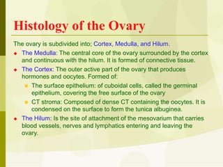 FEMALE GENITAL SYSTEM ANAT.ppt