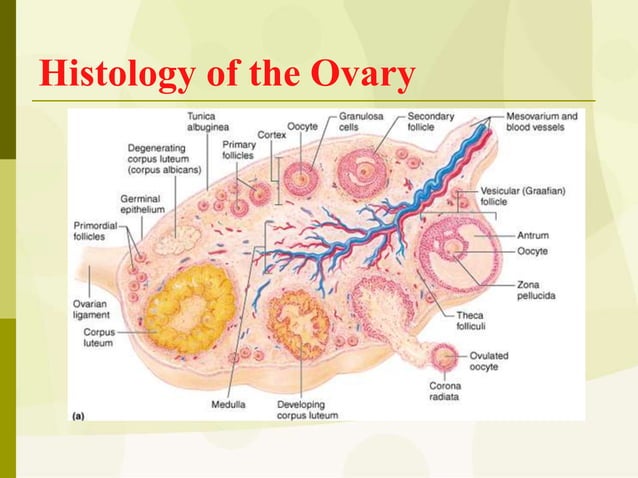 FEMALE GENITAL SYSTEM ANAT.ppt