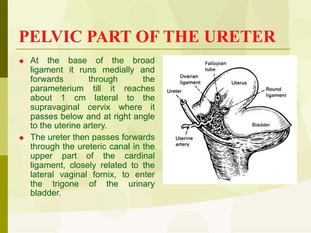 FEMALE GENITAL SYSTEM ANAT.ppt