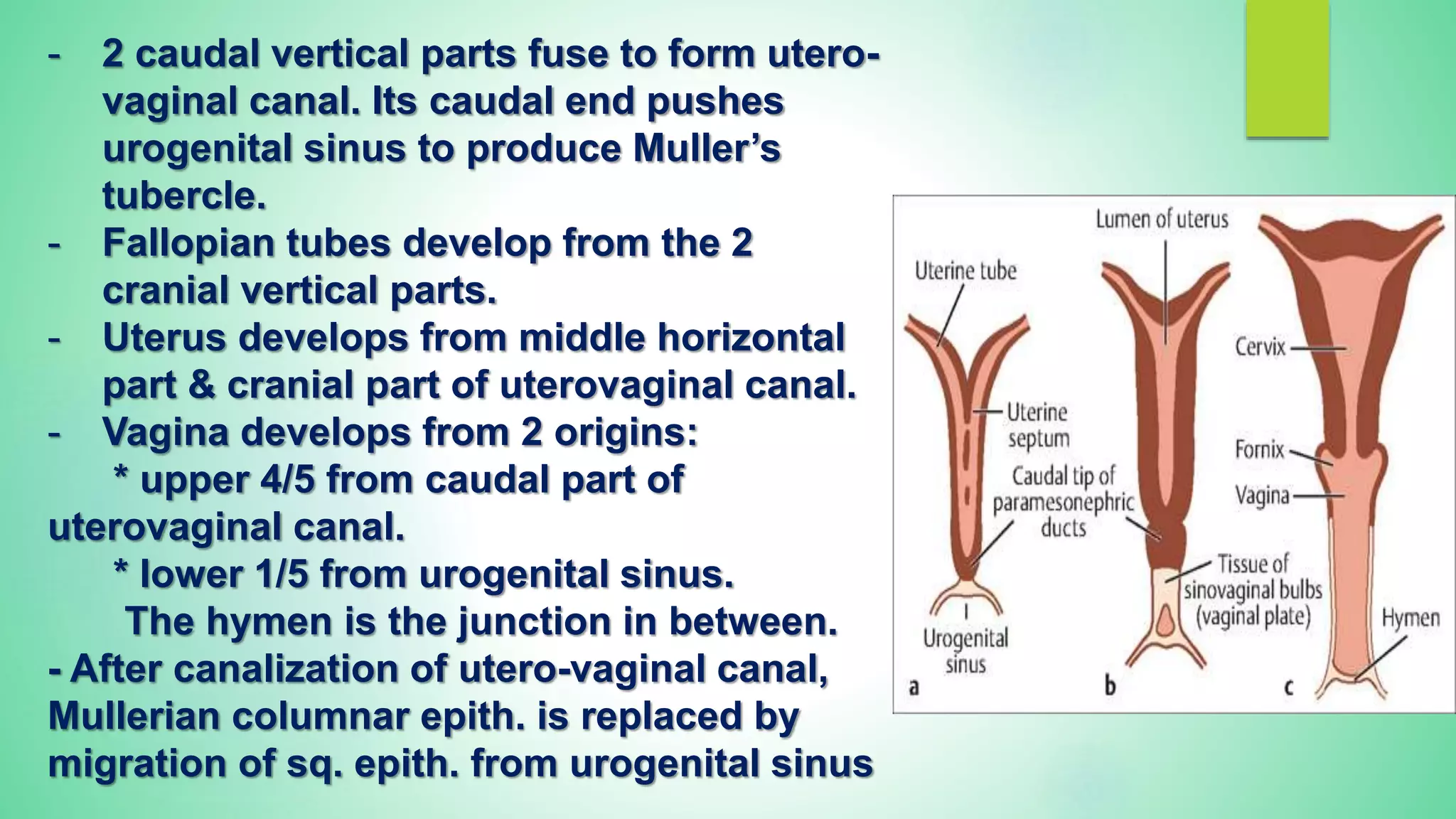 Female genital system anatomy & embryology | PPTX