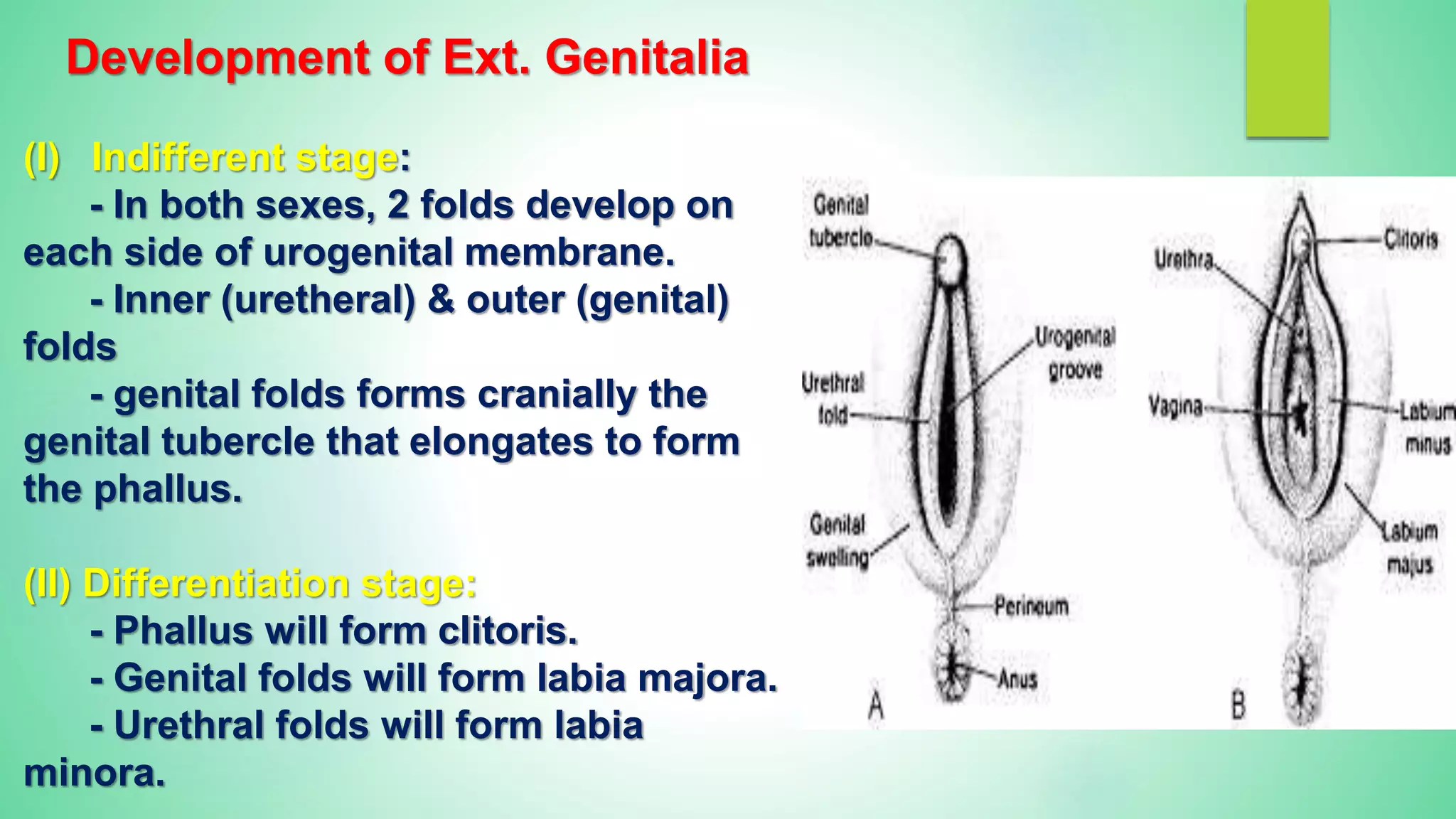 Female genital system anatomy & embryology | PPTX