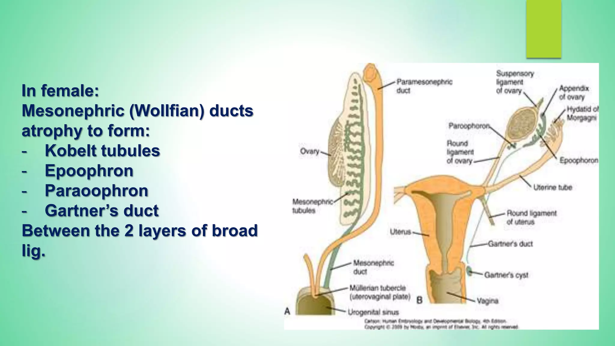 Female genital system anatomy & embryology | PPTX