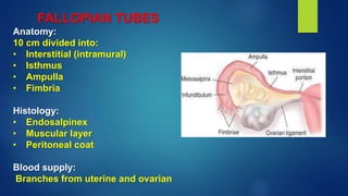 Female genital system anatomy & embryology | PPTX