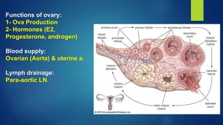 Female genital system anatomy & embryology | PPTX