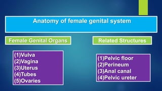 Female genital system anatomy & embryology | PPTX