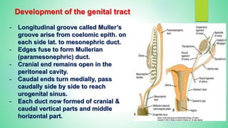 Female genital system anatomy & embryology | PPTX