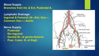 Female genital system anatomy & embryology | PPTX