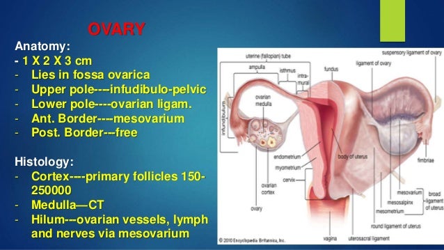 Female genital system anatomy & embryology
