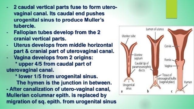 Female Genital System Anatomy Embryology
